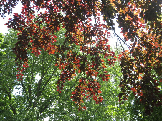 Purple beech by Felicity Macdonald-Smith · 365 Project