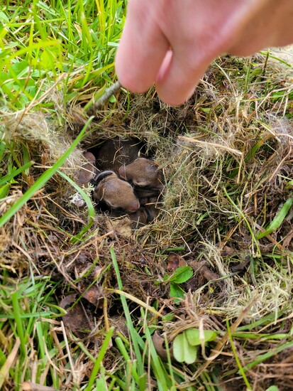 Baby Bunnies by Kim Capson · 365 Project