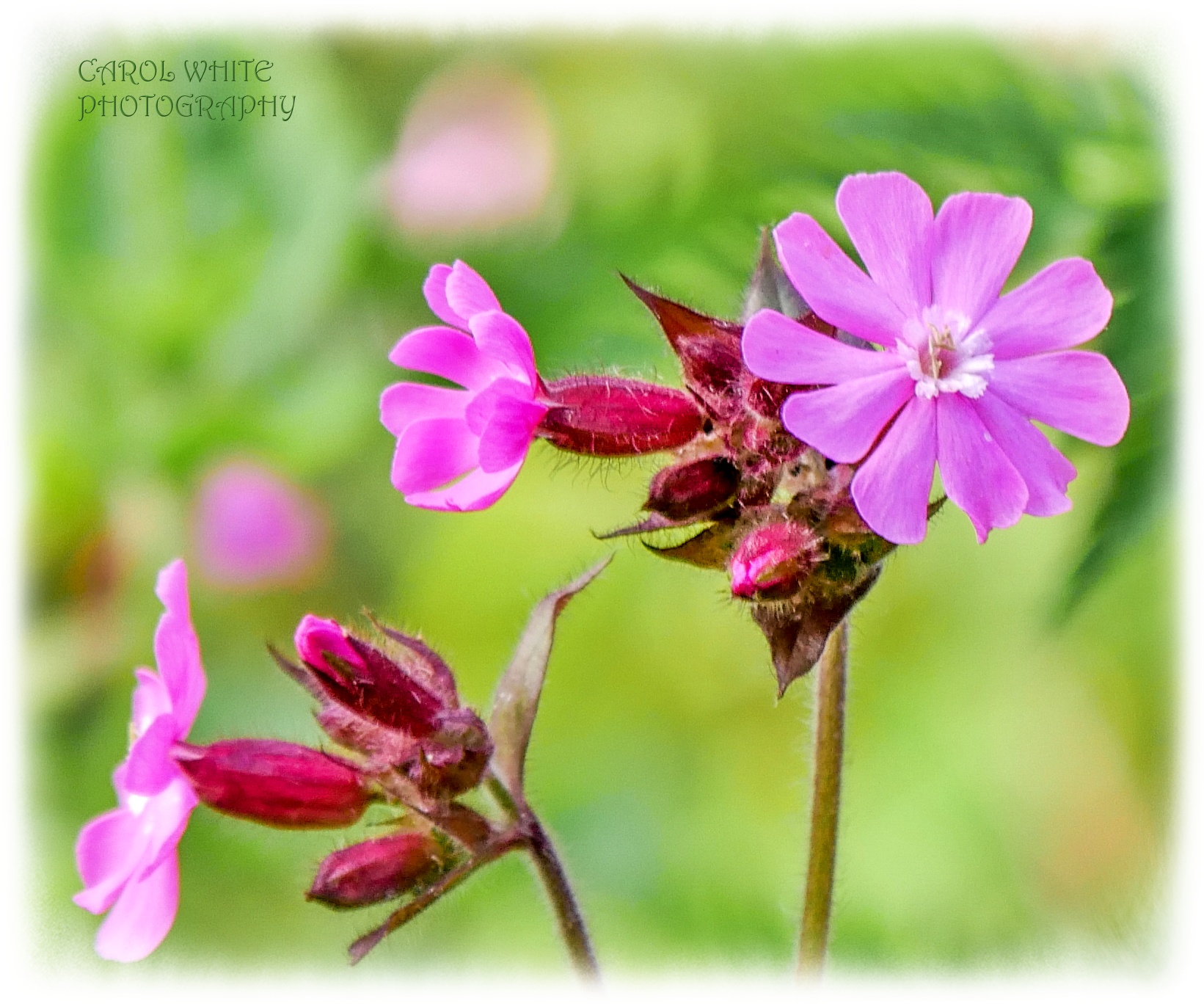 Pink Campion by carol white · 365 Project