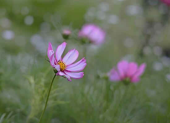 First Cosmos by *lynn · 365 Project
