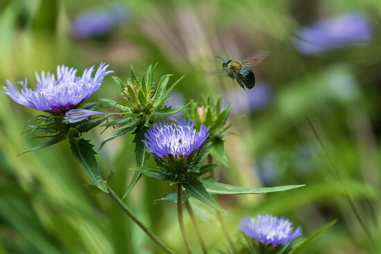 Grumpy Bee by KV · 365 Project