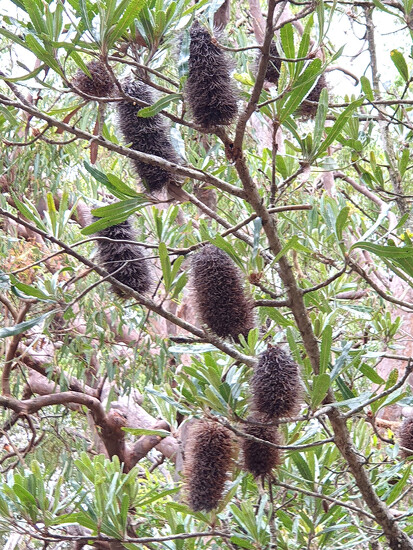 Hedgehog Tree by Babs · 365 Project