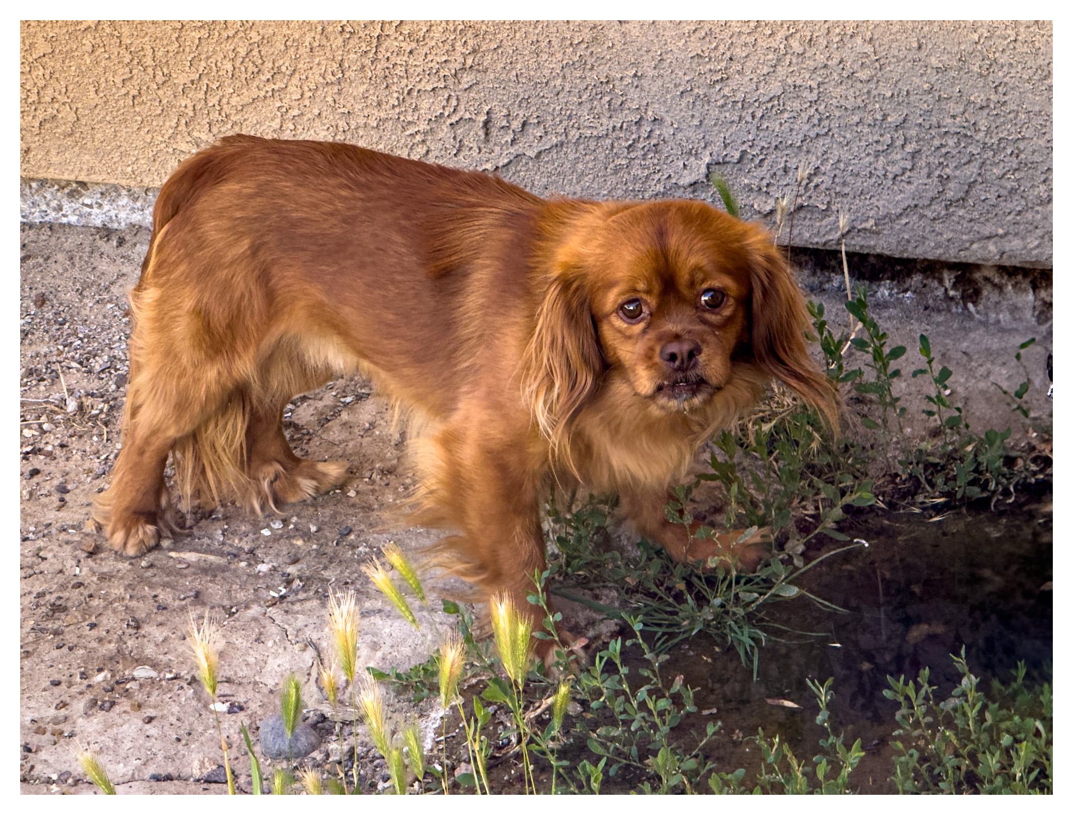 Stray mutt by Jeff Jones · 365 Project