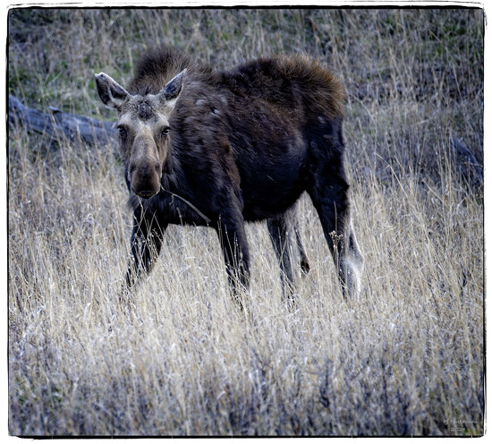 Mama Moose by Paula Fontanini · 365 Project