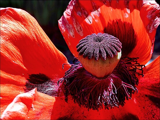 Perfectly Poppy by Ann H. LeFevre · 365 Project