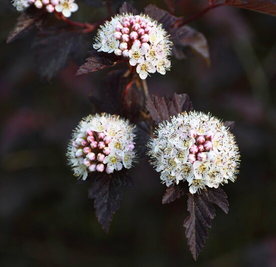 Ninebark Shrub In Bloom by Junan Heath · 365 Project