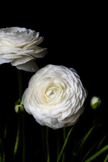 Ranunculus II by Elisa Smith · 365 Project