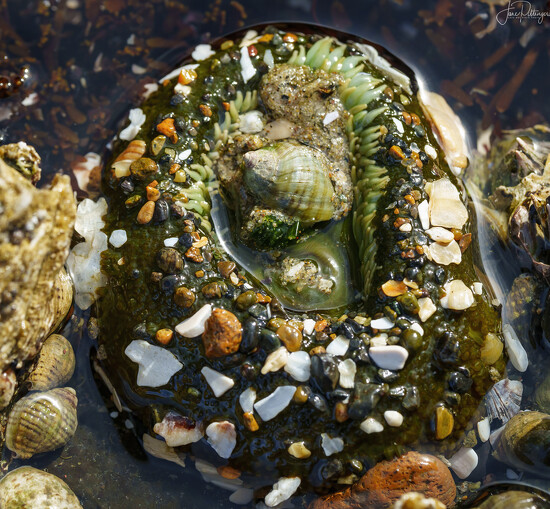 Anemone Eating by Jane Pittenger · 365 Project