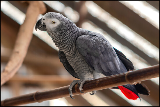 Not quite sure by Diana · 365 Project