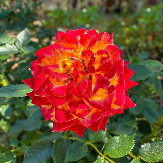 Sunset Rose by Shutterbug · 365 Project