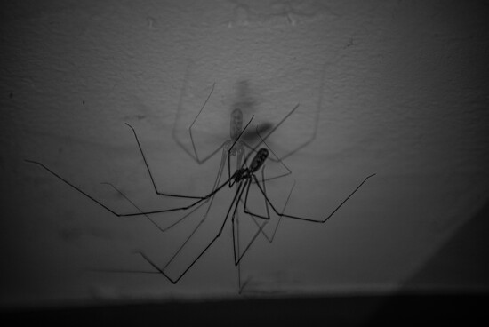 Attercop by Dave · 365 Project