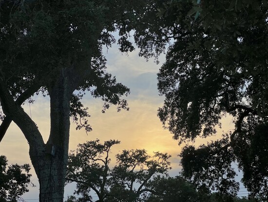 Sunset Through the Trees by Cathy · 365 Project