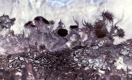 Some more weird colours #1 by Rob Z · 365 Project