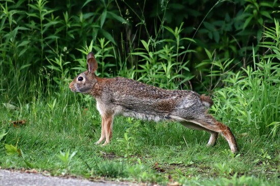 Streeeeeetch! by Jessica Eby · 365 Project
