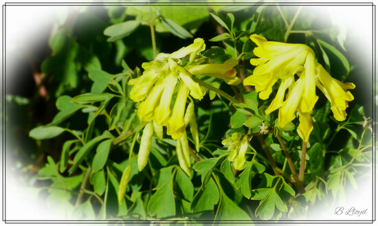 Yellow creeper ! by Beryl Lloyd · 365 Project