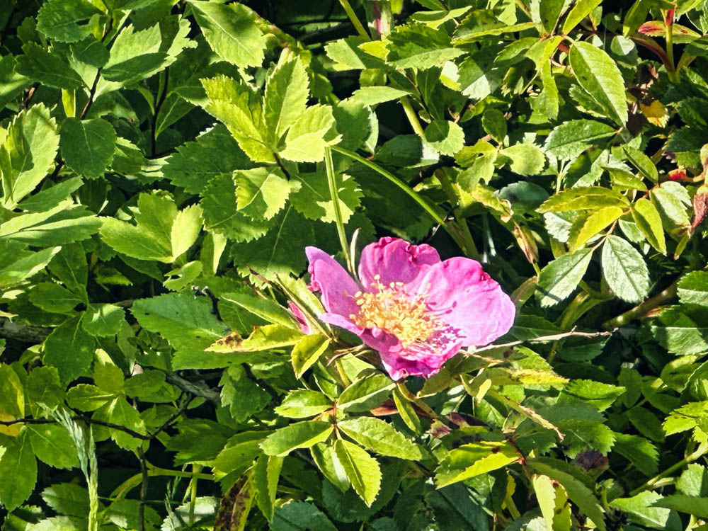 Little rose by Joan Robillard · 365 Project