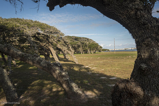 Windblown Trees by Bucktree · 365 Project