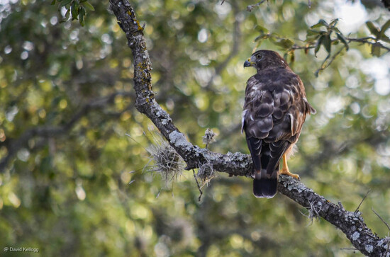 Hawkster by Bucktree · 365 Project