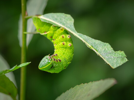 A little fat glutton by haskar · 365 Project