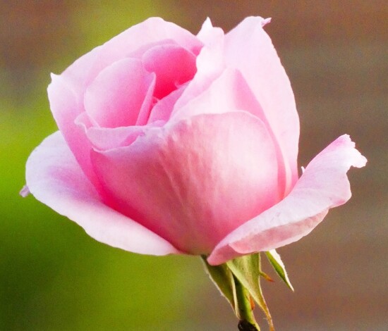 Queen Elizabeth II Rose by Fisher Family · 365 Project