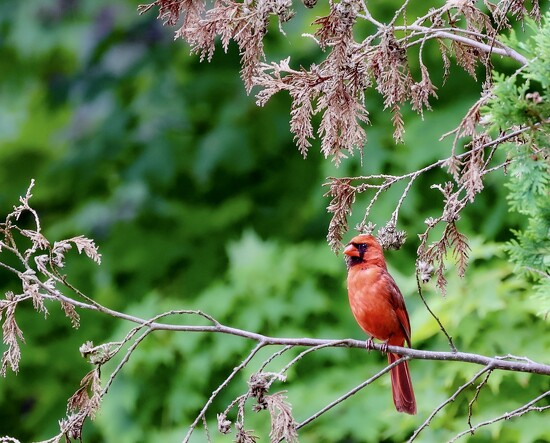 Regal by Corinne C · 365 Project