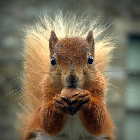 nut muncher by mike · 365 Project