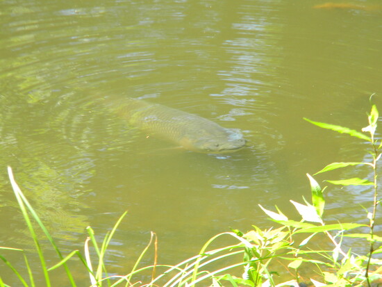 Carp Fish Smiling in Pond by Sam A. Feldstein · 365 Project