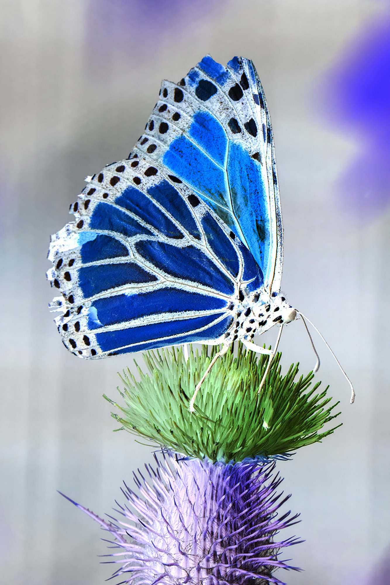 Monarch Butterfly inverted by Kate · 365 Project