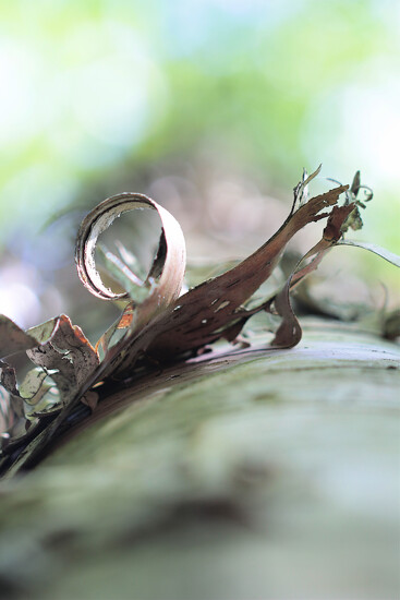 Birch Curl by Julie Duncan · 365 Project