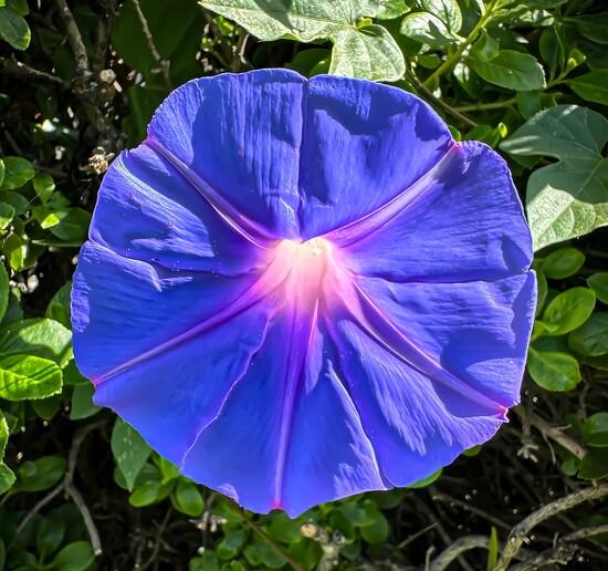 Morning Glory by Shutterbug · 365 Project