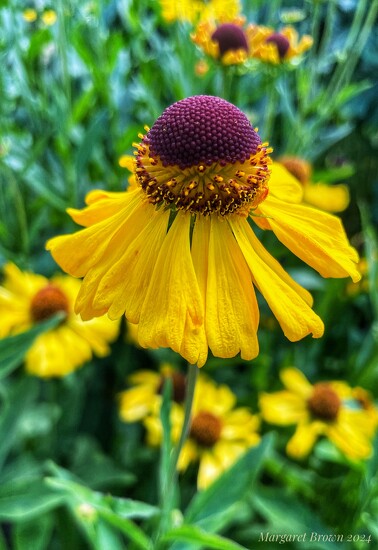 Helinium by Margaret Brown · 365 Project