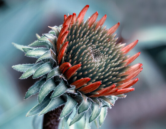 Young Coneflower by Peter Dulis · 365 Project