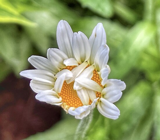 11july by amyK · 365 Project