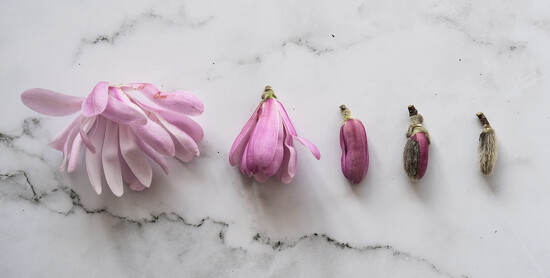 magnolia flat lay by Brigette · 365 Project