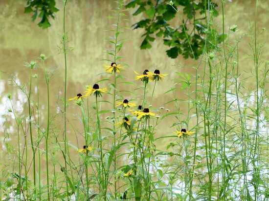 12july by amyK · 365 Project