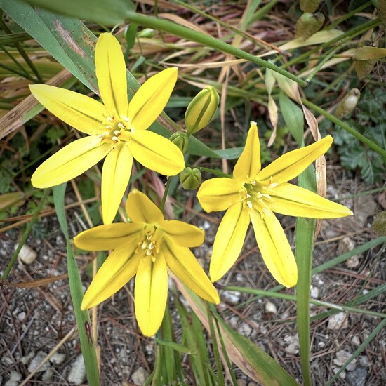 Golden Star by Shutterbug · 365 Project