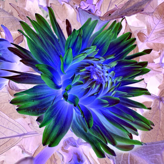 Inversion #4 by Shutterbug · 365 Project