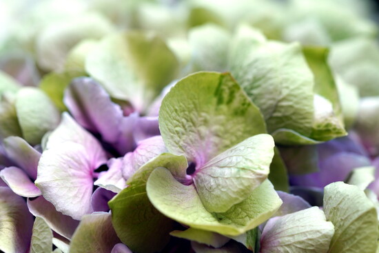 Bunch of Joy by Mallory · 365 Project