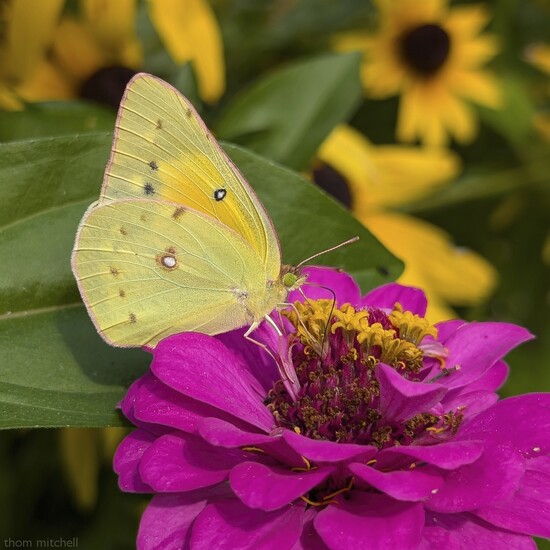 “Sulphur” by Thom Mitchell · 365 Project