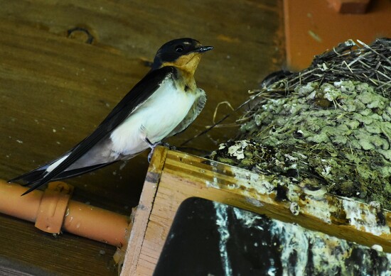 Feeding the kids by Mickey Anderson · 365 Project