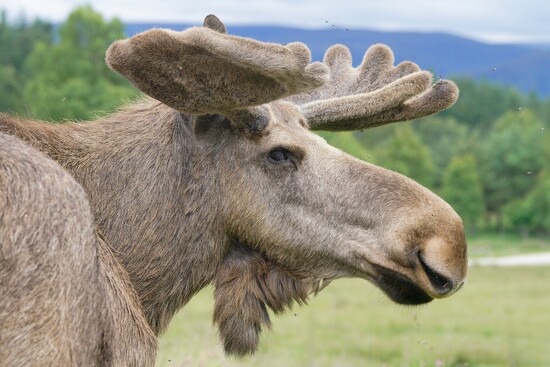 LOOSE MOOSE by Mark Prince · 365 Project