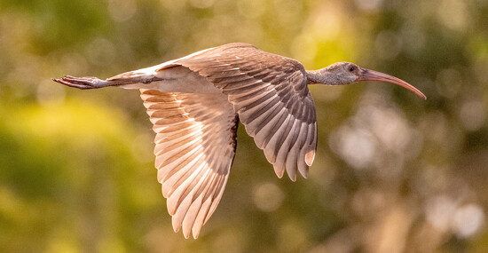 Ibiss Fly-by! by Rick · 365 Project