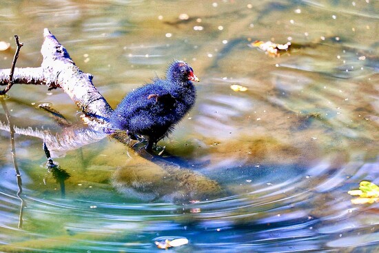 Fluff Baby by Carole Sandford · 365 Project