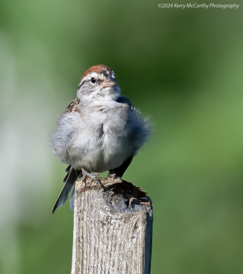 All fluffed up by Kerry McCarthy · 365 Project