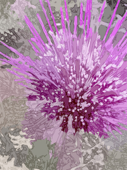 Rose Thistle by Shutterbug · 365 Project