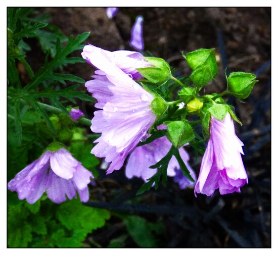 Mallow by Beryl Lloyd · 365 Project
