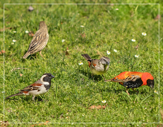 A selection of birds on our front lawn by Diana · 365 Project