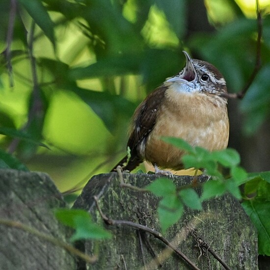 Angry wren by Peachfront · 365 Project