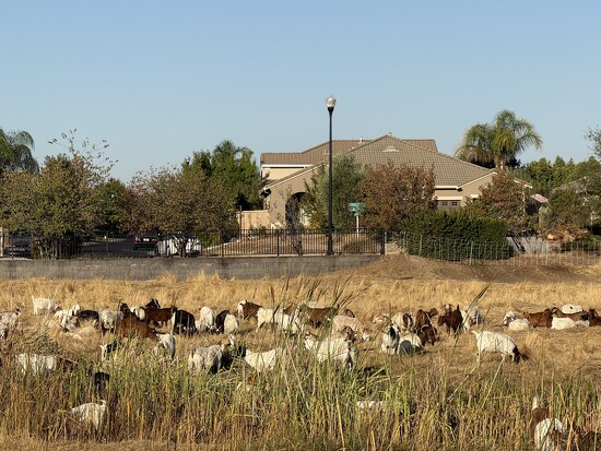 Our Community Goats by Shutterbug · 365 Project