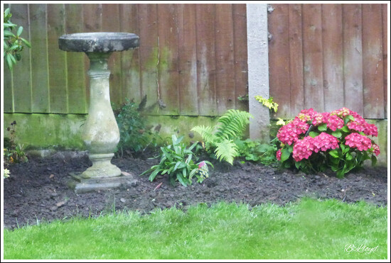 Garden border. by Beryl Lloyd · 365 Project